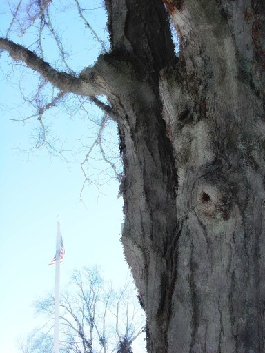 Poem: The Sound of the Trees, by Robert Frost | Cow Hampshire