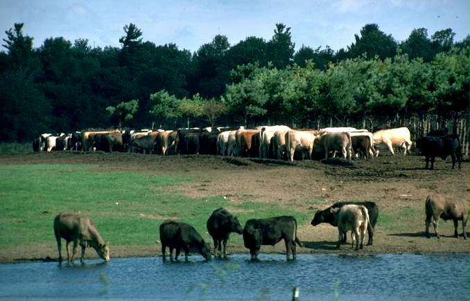 Cow Hampshire Explained | Cow Hampshire