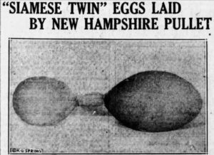 New Hampshire Oddities: Siamese Twin Eggs in 1934 | Cow Hampshire