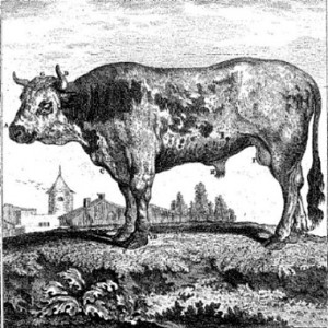 New Hampshire Cow Stories: A Backward Cow Ride | Cow Hampshire